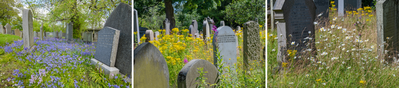 Management of St Machar’s Cathedral Graveyard for Biodiversity